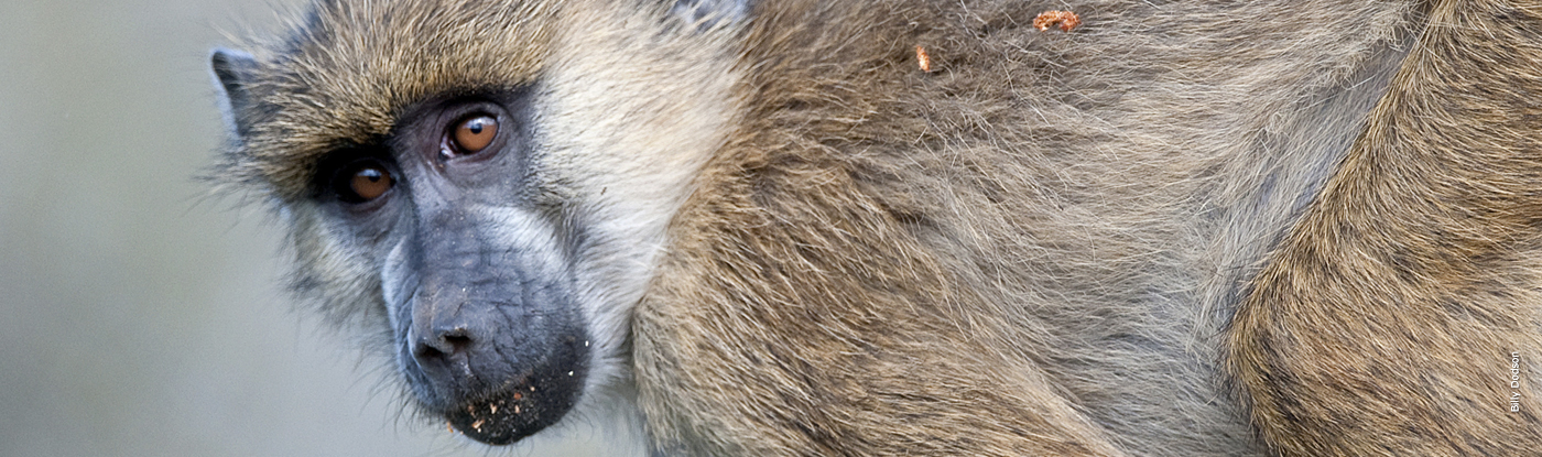 Baboon | African Wildlife Foundation
