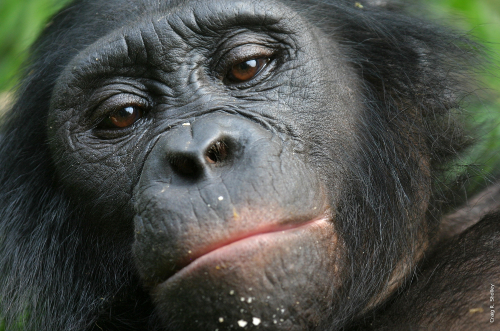 Bonobo - Alchetron, The Free Social Encyclopedia Bonobo - Alchetron, The Free Social Encyclopedia