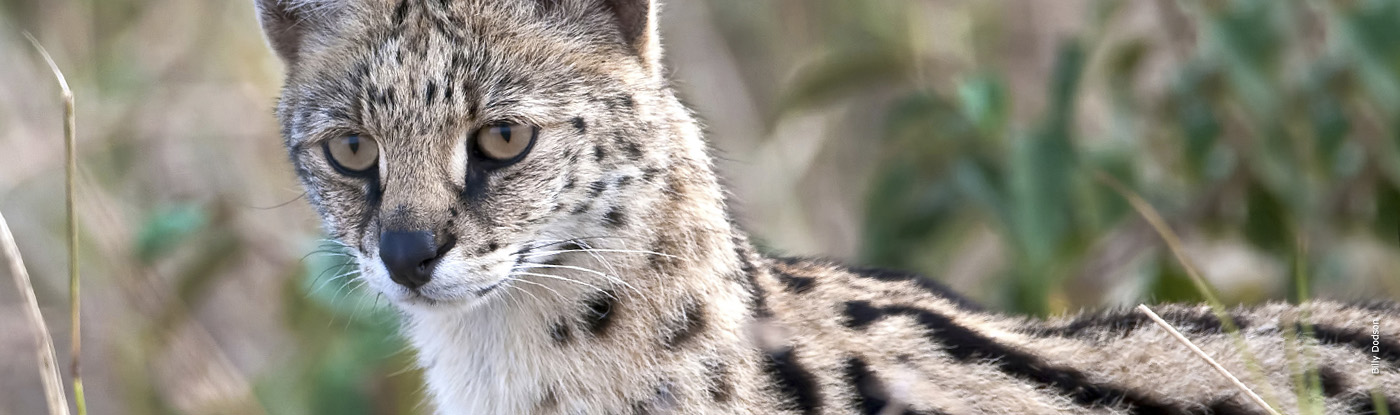 Serval | African Wildlife Foundation
