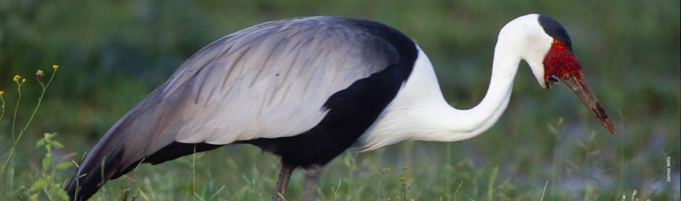 Wattled Crane | African Wildlife Foundation
