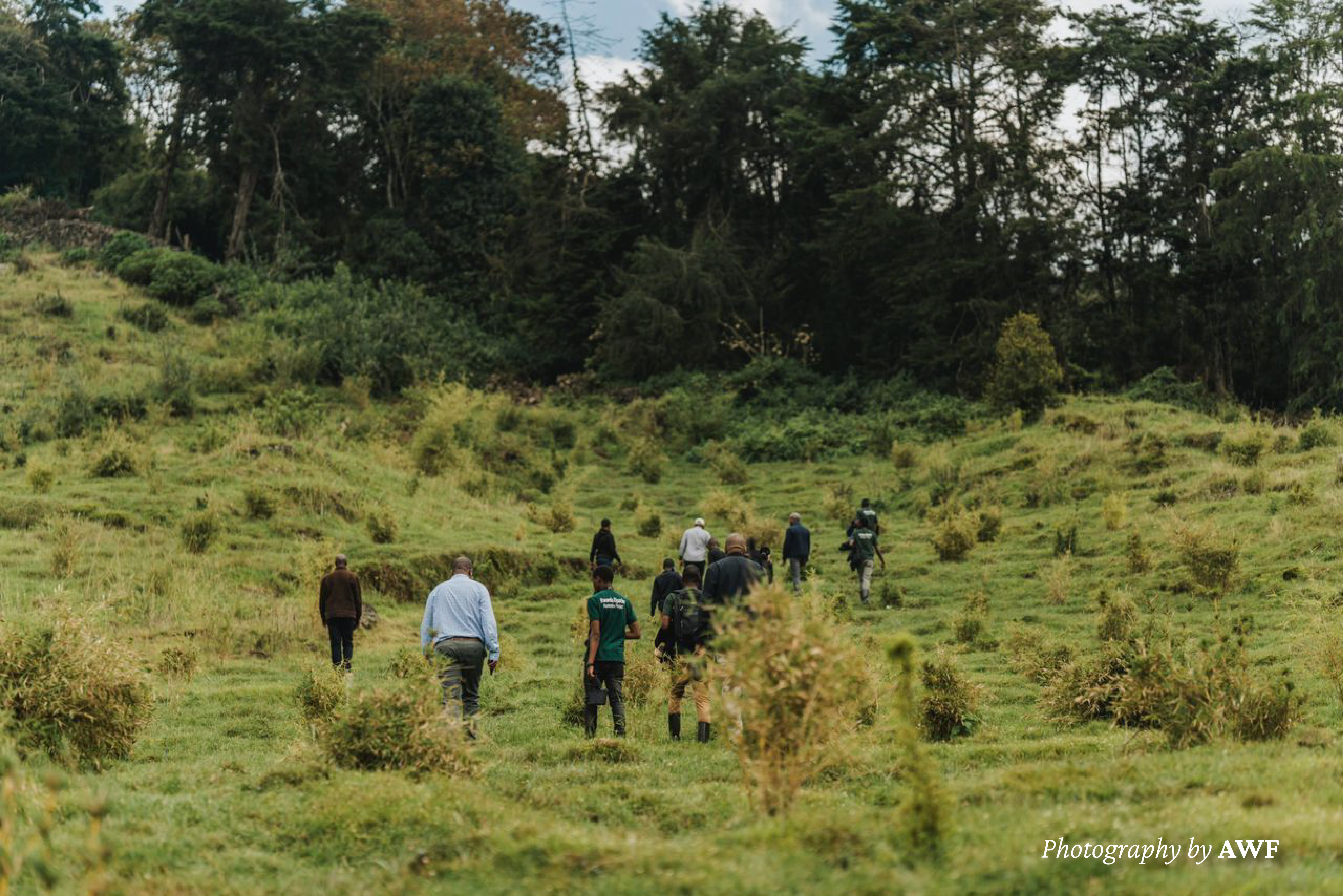 AWF Hands Over Restored Land to Expand Volcanoes National Park ...