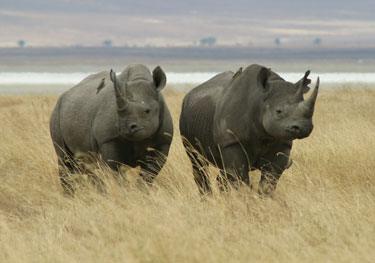 Kenya Launches Plan to Boost Rhino Population | African Wildlife Foundation