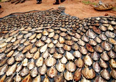 Communities Have a Hand in Saving Zambezi Fish | African Wildlife ...