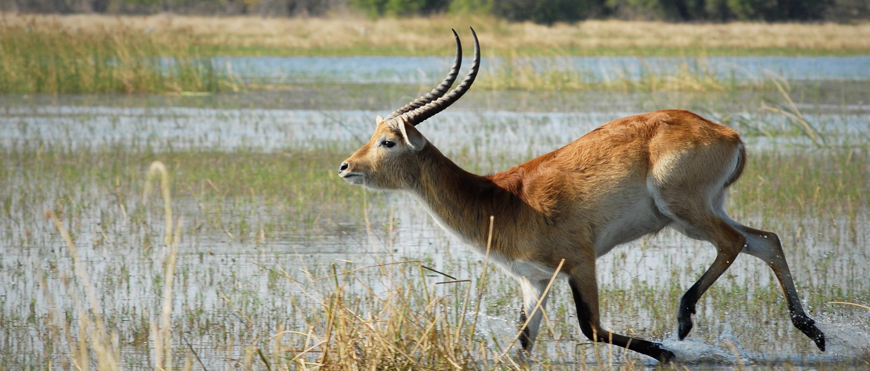 Sitatunga | African Wildlife Foundation