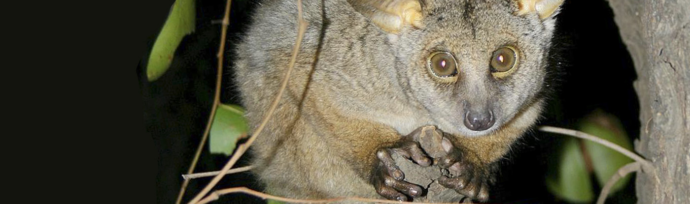 Lesser Bush Baby | African Wildlife Foundation