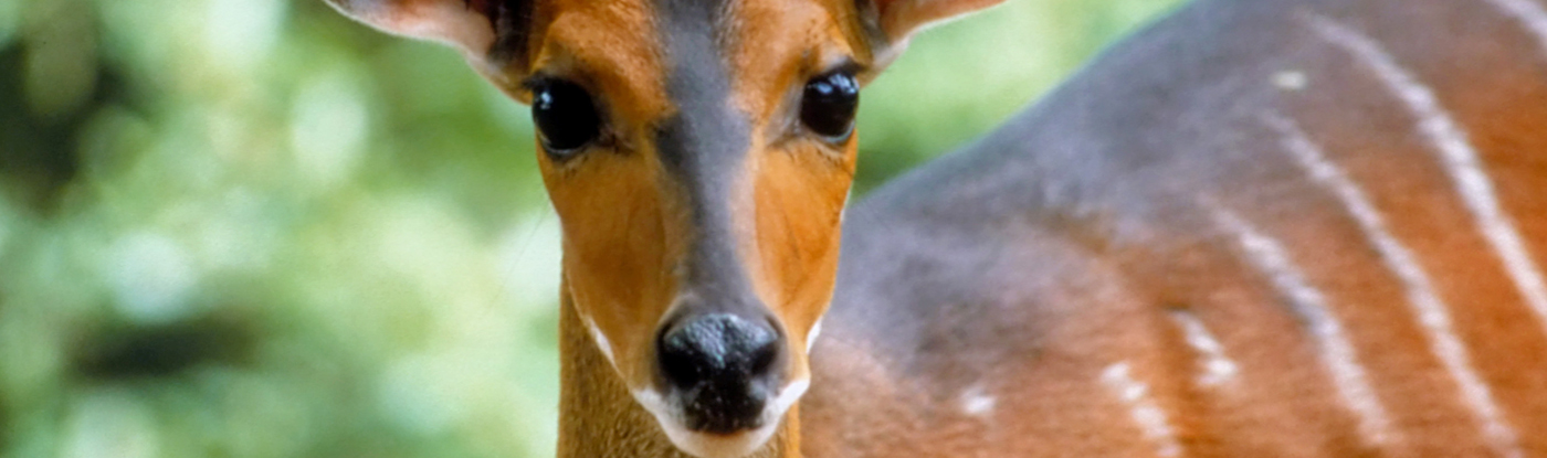 Bushbuck | African Wildlife Foundation
