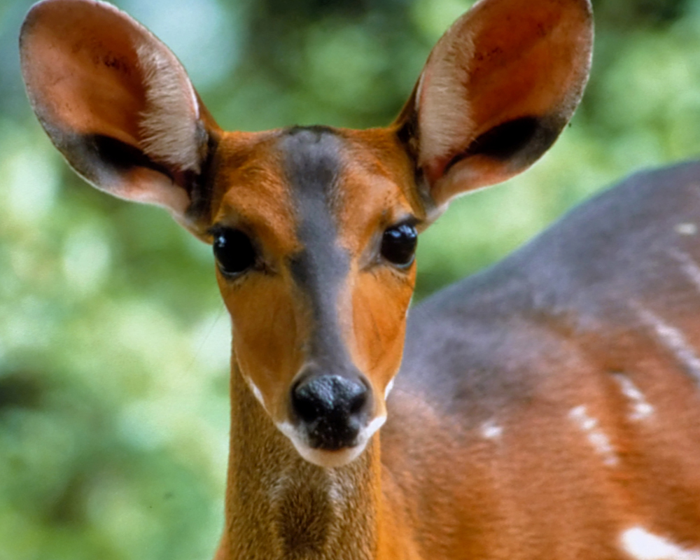 Bushbuck - Alchetron, The Free Social Encyclopedia