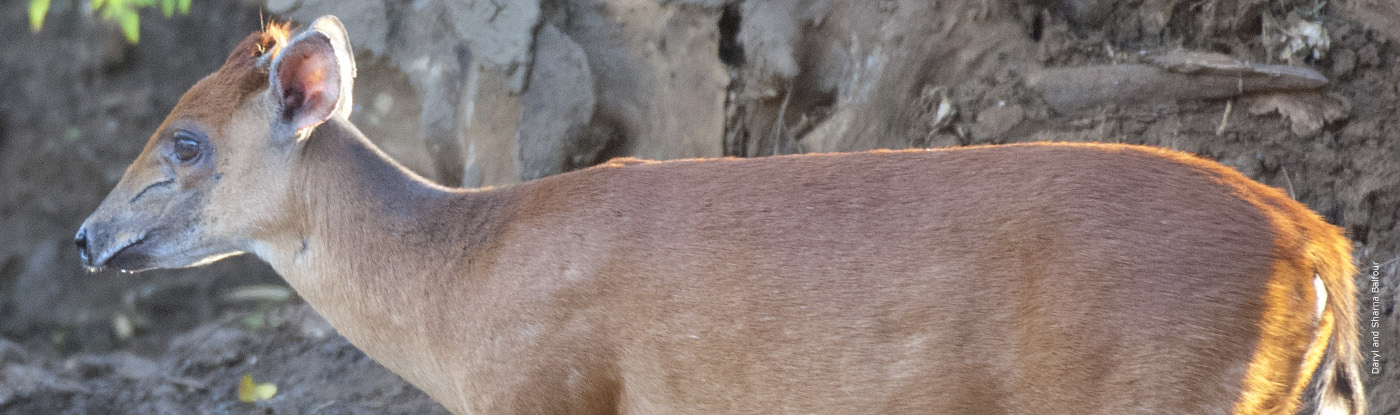 Duiker | African Wildlife Foundation