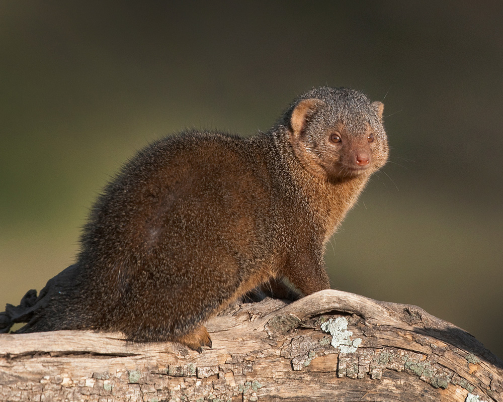 Common dwarf mongoose - Alchetron, The Free Social Encyclopedia
