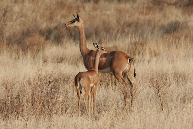 Gerenuk - Alchetron, The Free Social Encyclopedia