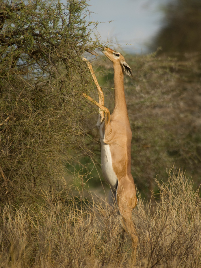 Gerenuk - Alchetron, The Free Social Encyclopedia