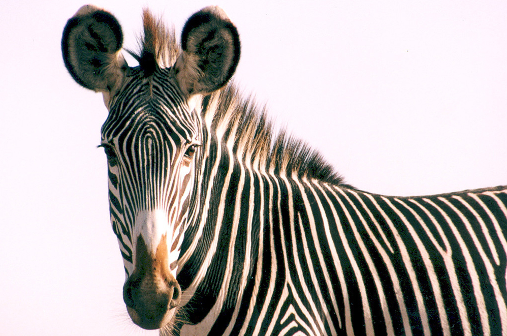 Grévy's zebra - Alchetron, The Free Social Encyclopedia