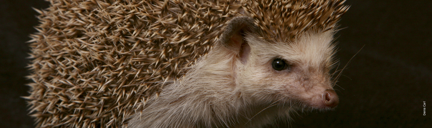 Hedgehog | African Wildlife Foundation