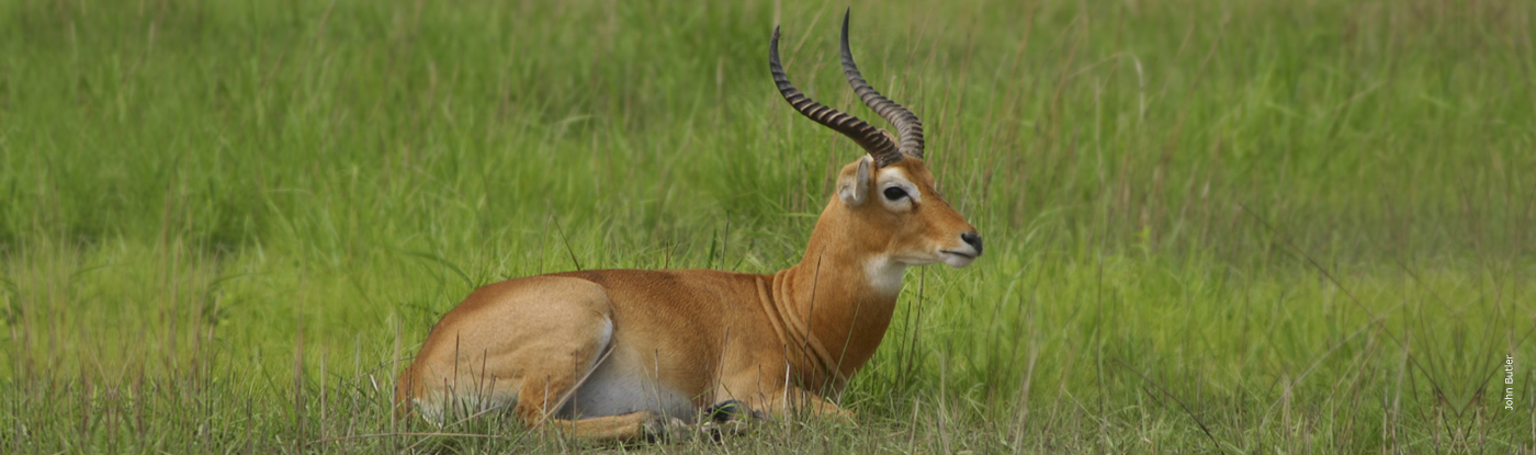 Kob | African Wildlife Foundation