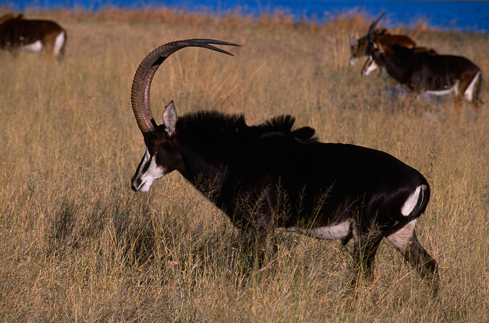 sable - définition - C'est quoi