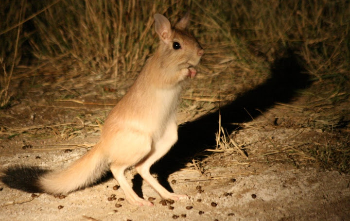 South African springhare - Alchetron, the free social encyclopedia