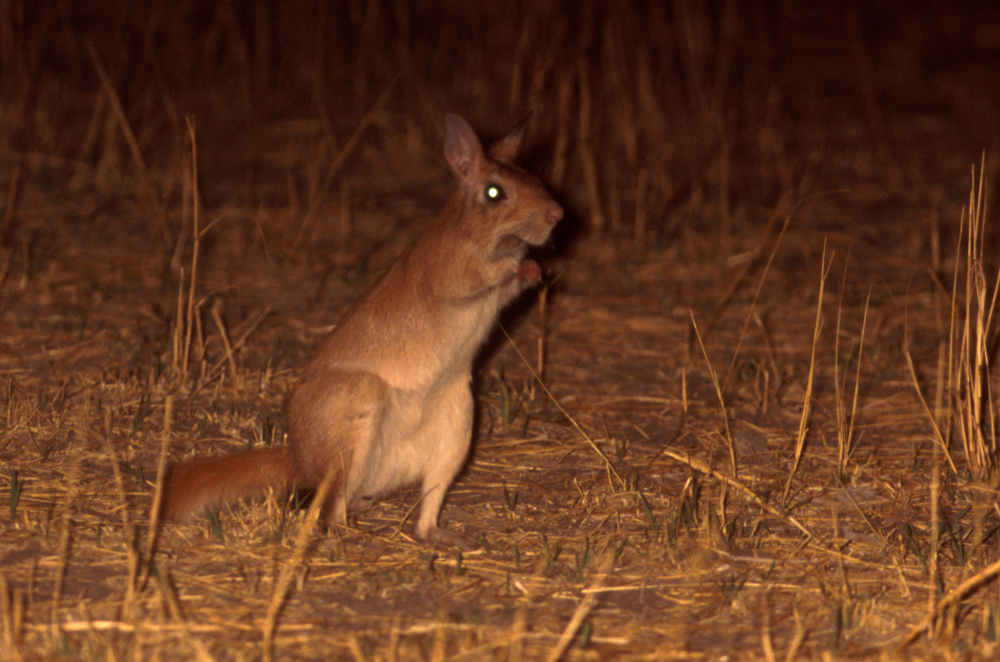 South African springhare - Alchetron, the free social encyclopedia