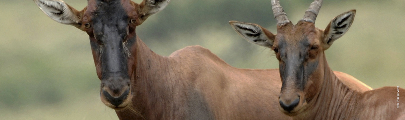 Topi | African Wildlife Foundation