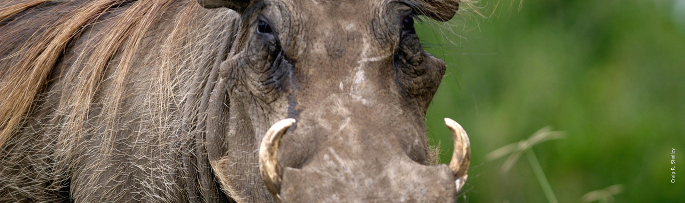 Warthog | African Wildlife Foundation