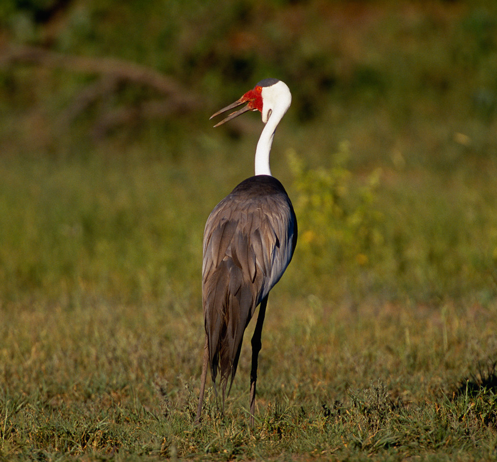 Wattled crane - Alchetron, The Free Social Encyclopedia