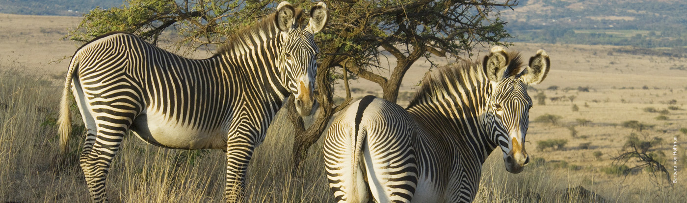 Grevy’s Zebra | African Wildlife Foundation