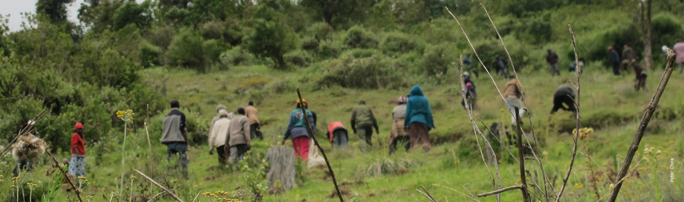 Mau Forest Complex | AWF