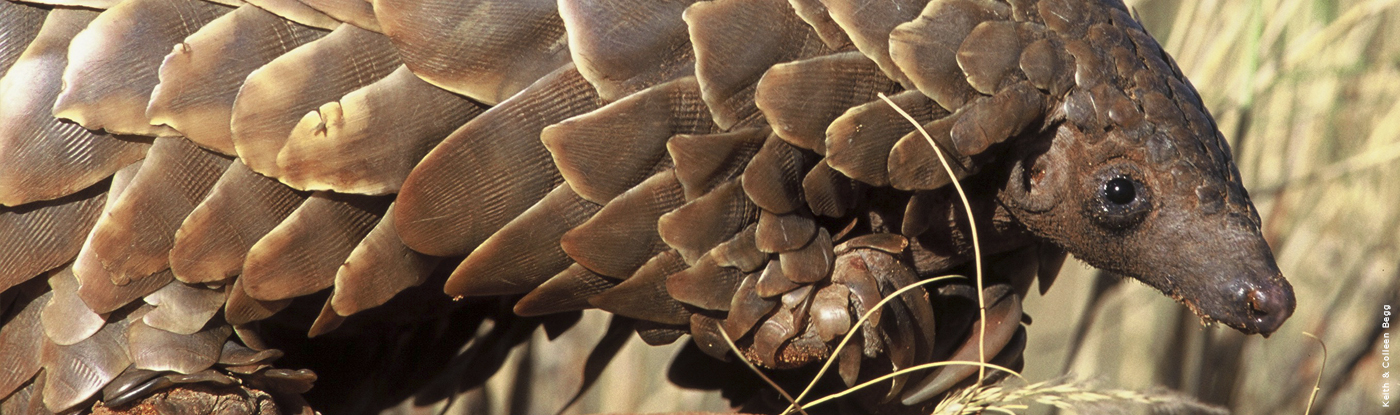Pangolin | African Wildlife Foundation