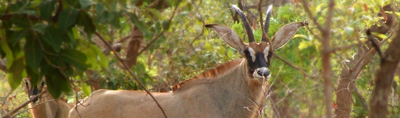 Roan Antelope | African Wildlife Foundation