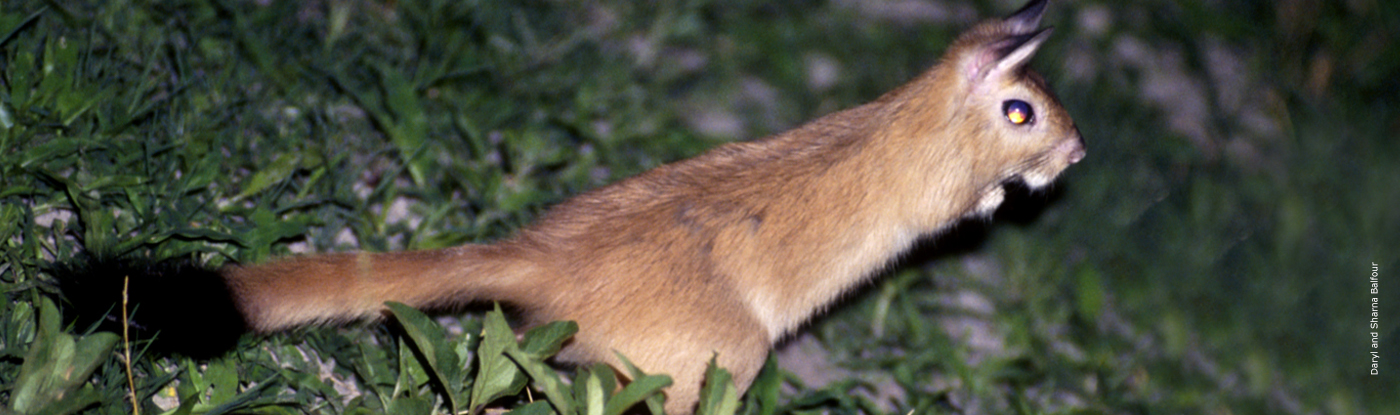 Springhare | African Wildlife Foundation