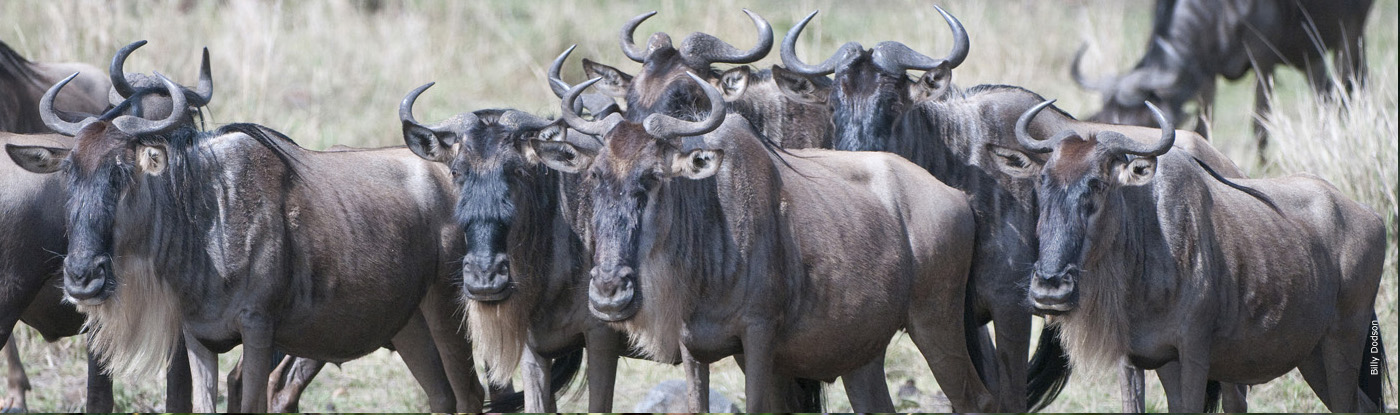 Wildebeest | African Wildlife Foundation
