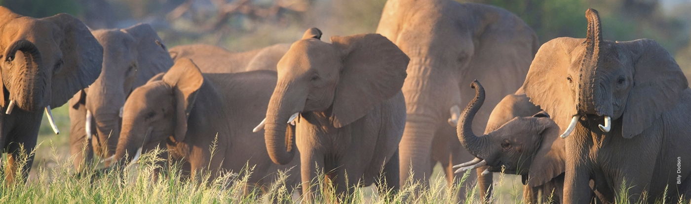 Wildlife Conservation | African Wildlife Foundation