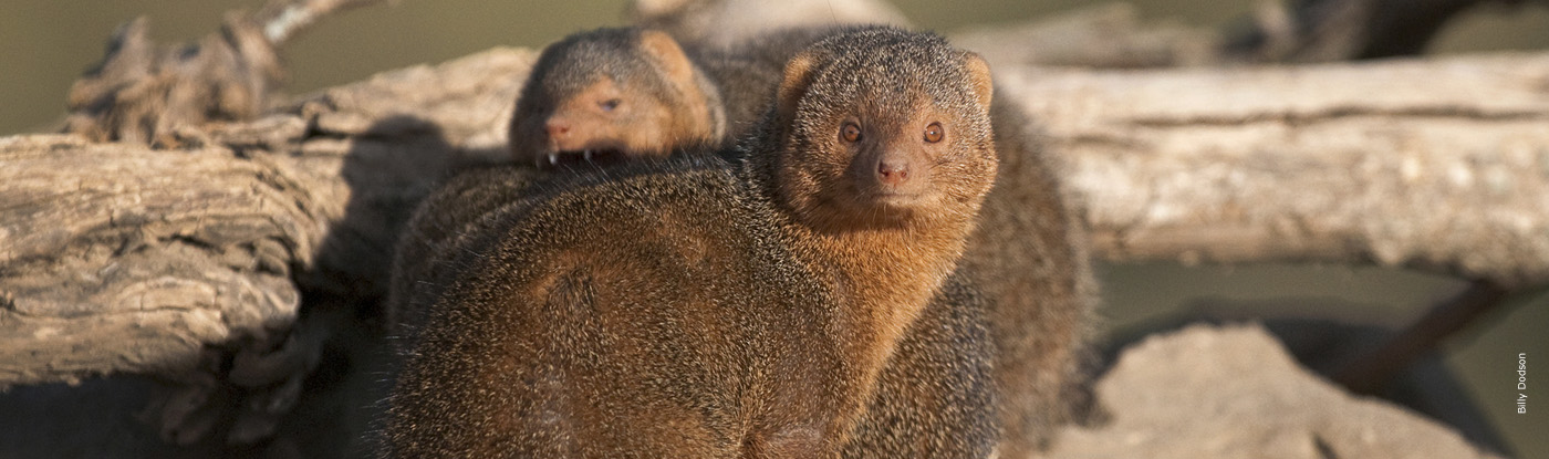 Mongoose | African Wildlife Foundation