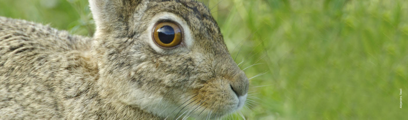 African Hare | African Wildlife Foundation