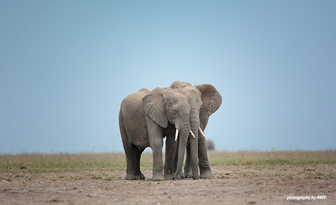 Where Africa's Wildlife Stands After 2016 | African Wildlife Foundation
