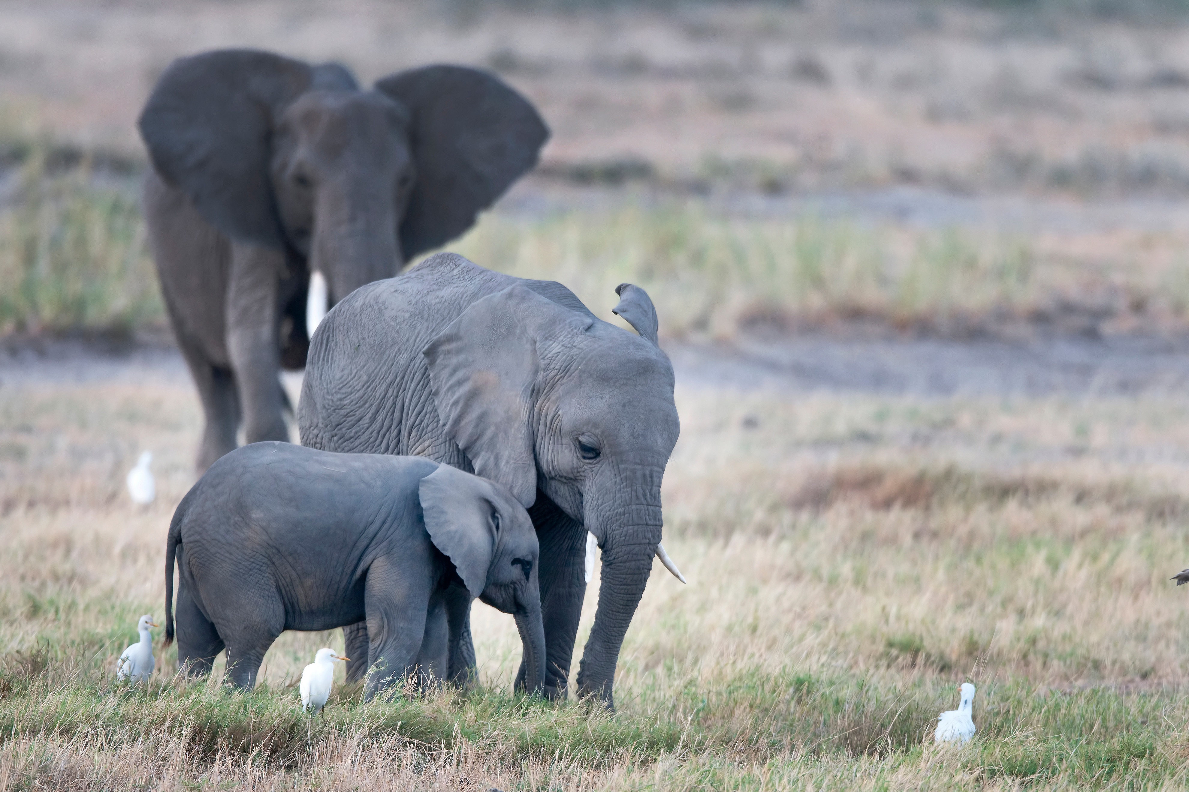 AWF Praises Bill to Combat Wildlife Trafficking | African Wildlife ...