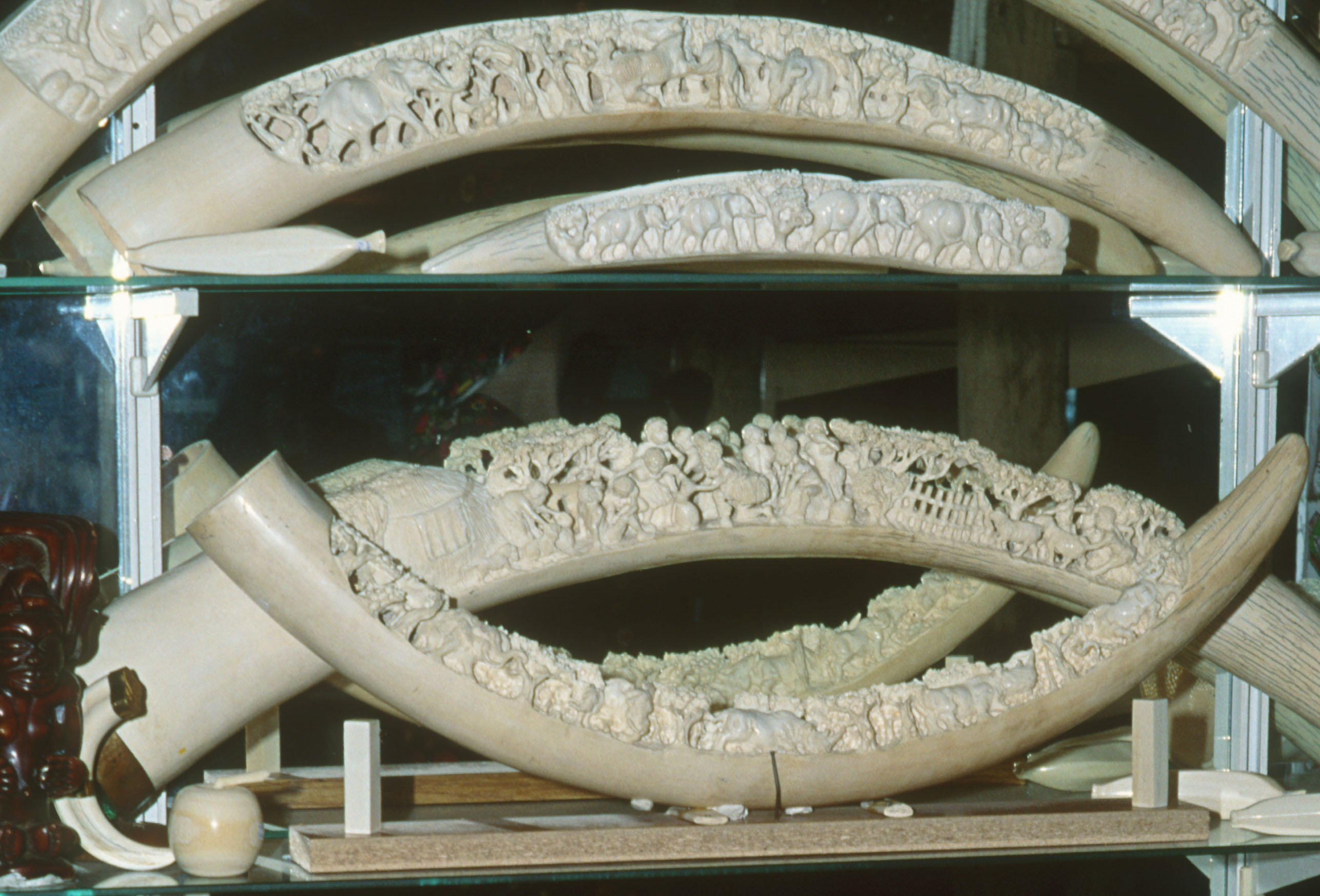 Hong Kong Ivory Burn Necessary Step in Halting Elephant Slaughter ...