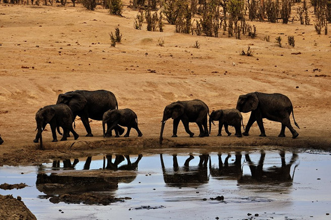 Cyanide Poisoning Wreaks Havoc on Zimbabwe Elephants, Ecosystem ...