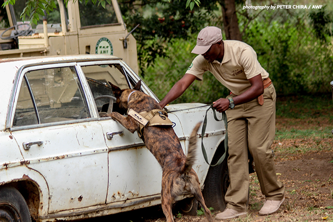 38 Seizures of Wildlife Contraband Recorded in Kenya | African Wildlife ...