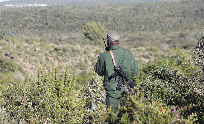 South Africa Arrests Ranger for Poaching Attempt | African Wildlife ...