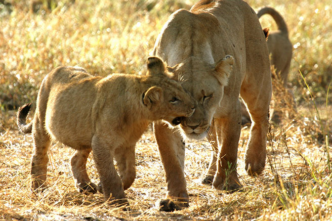 Lions Left Behind | African Wildlife Foundation