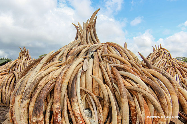 AWF on the Hanoi Conference on Illegal Wildlife Trade | African ...