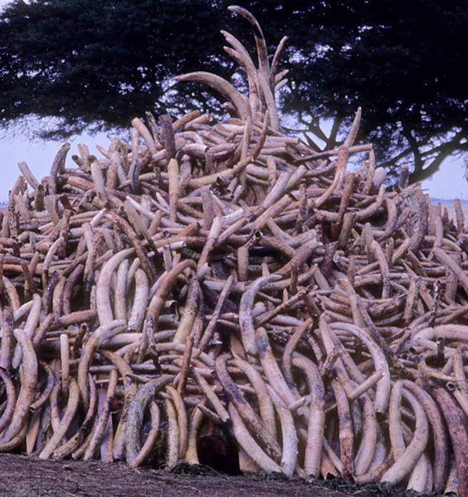 On Eve of U.S. Ivory Crush, AWF Urges All Countries to Destroy ...