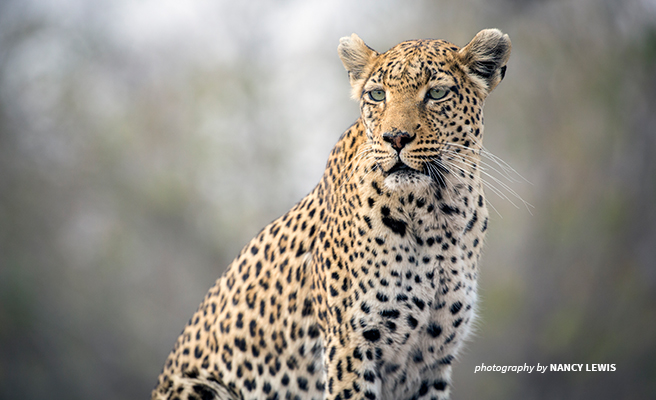 News | African Wildlife Foundation