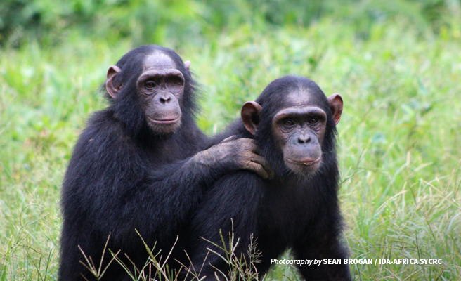 Tackling threats to Cameroon's biodiversity