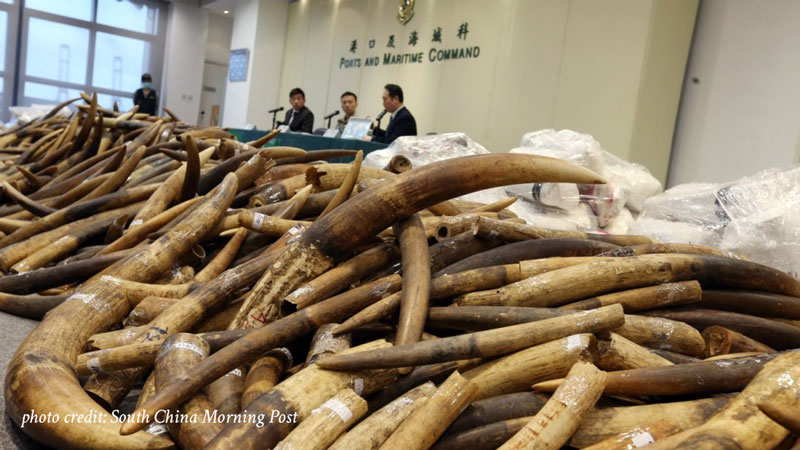 Hong Kong Customs seize 7.2 Tons of Ivory Tusks in Record-Breaking Bust ...