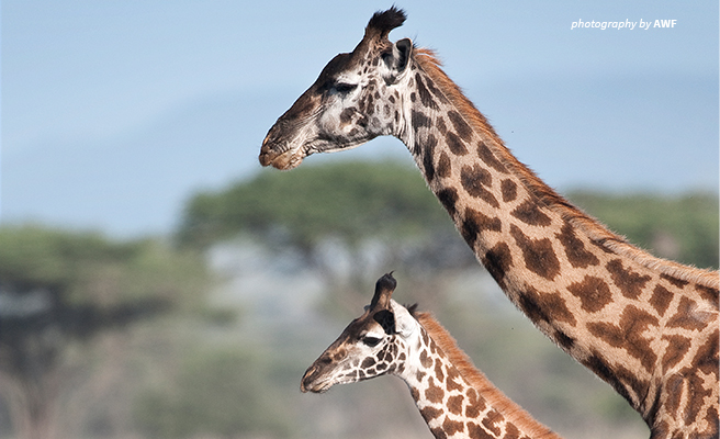 AWF and WWF Host African Youth Conference | African Wildlife Foundation
