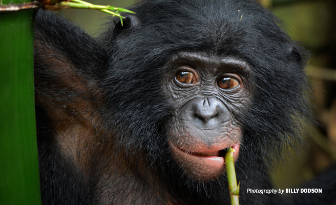 Strengthening bonobo conservation through satellite technology