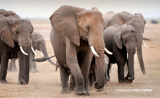 AWF Emphasizes African Leadership at Illegal Wildlife Trade Conference ...
