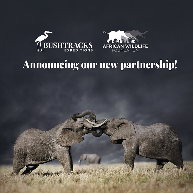 AWF and Bushtracks Expeditions Join Forces to Increase Conservation ...