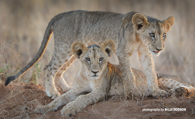 AWF Partners with Shanghai Zoo to Showcase Endangered African Wildlife ...